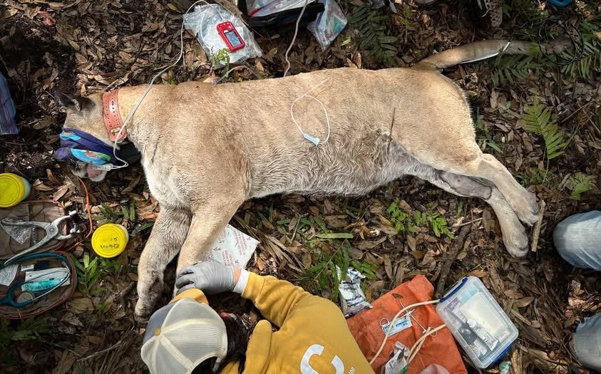 Record-Breaking Florida Panther: Heaviest Male Captured by FWC ...