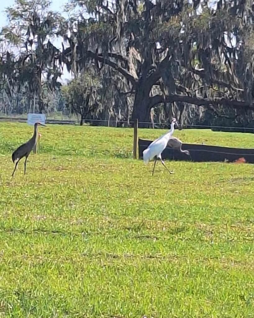 Albino Sandhill Crane Spotted: Rare Wildlife Photo by Nick's Edibles ...
