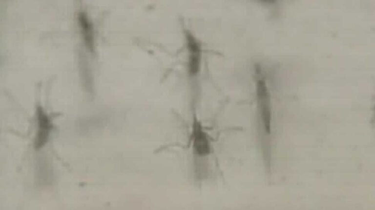 New Mosquito-Borne Virus Found in Space Coast: What You Should Know ...